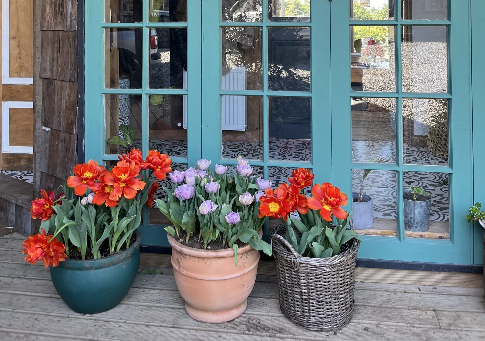Cuáles son las mejores flores de otoño e invierno en Chile