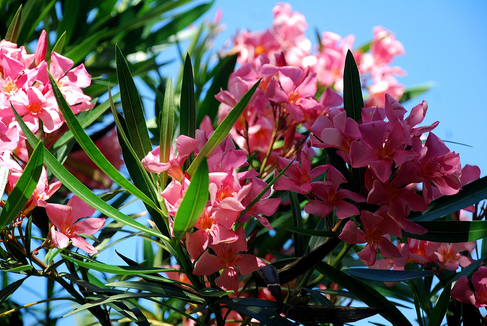 Cuando es el momento adecuado para podar el laurel de flor