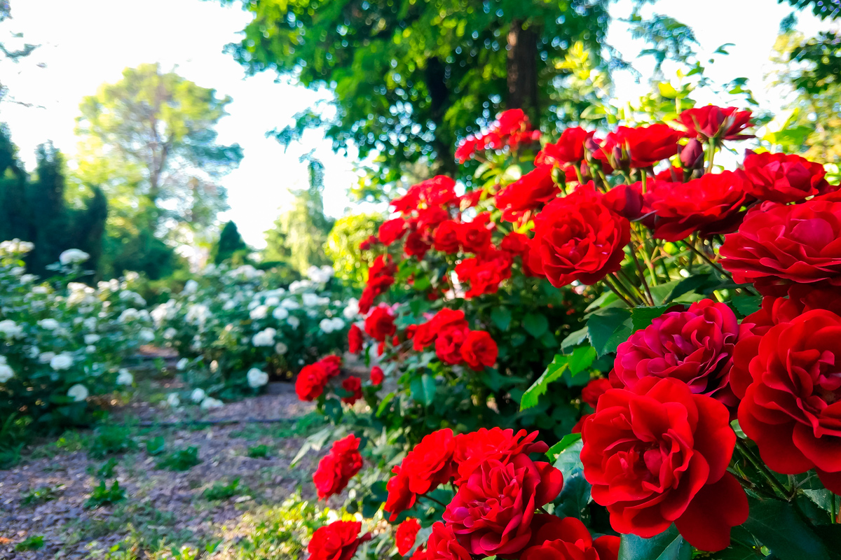 En qué mes se deben podar las rosas en Chile para un buen crecimiento